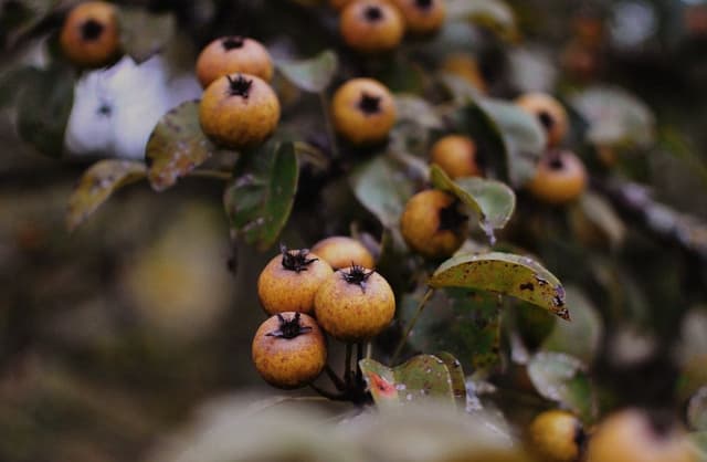 Néflier : découvrez nos conseils de plantation et d'achat